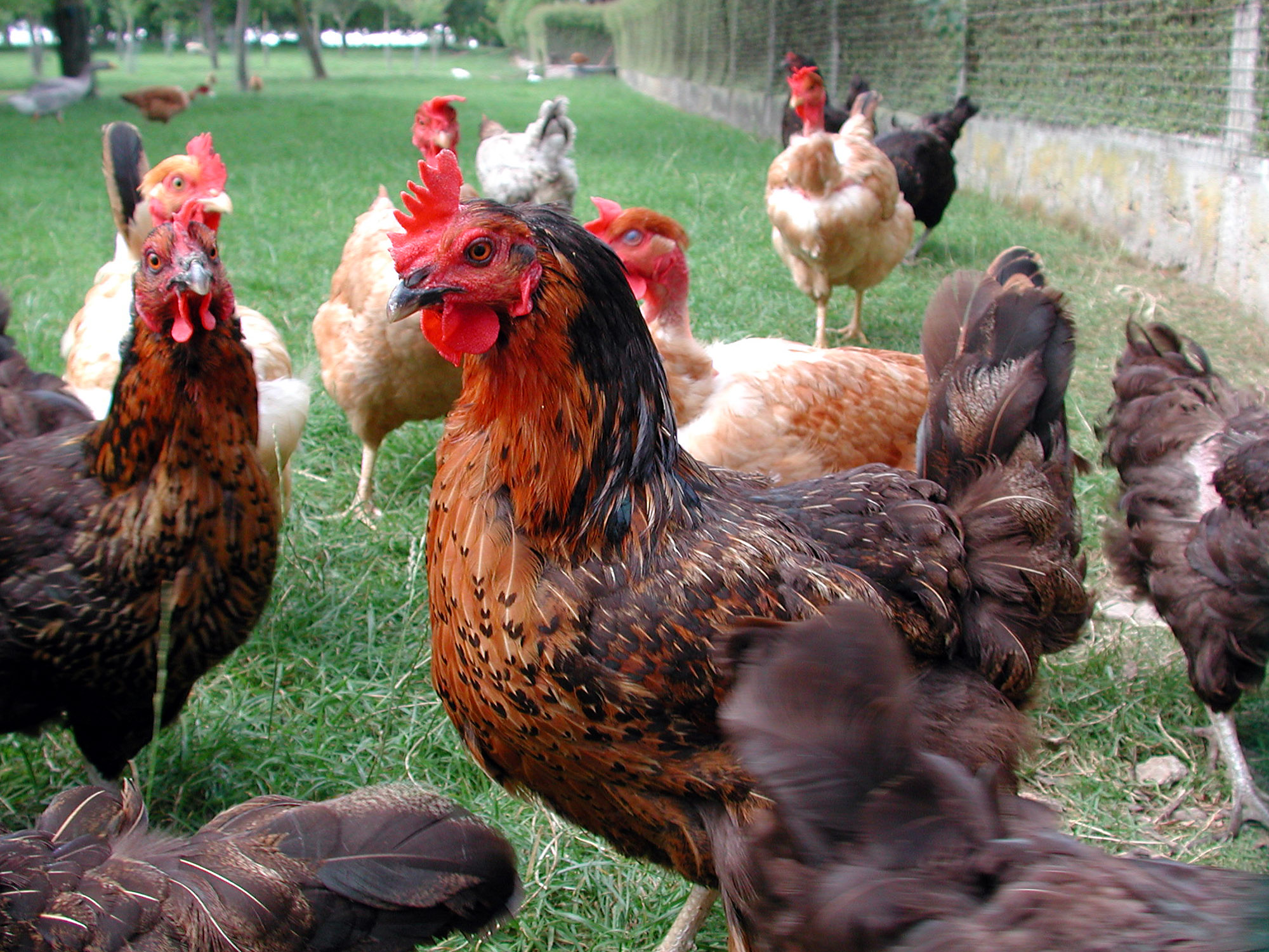 City of Jacksonville hands out first hen permit | firstcoastnews.com