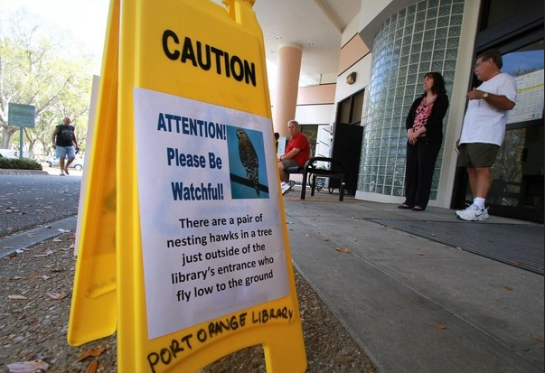 Nesting hawks dive-bomb people outside Fla. library | firstcoastnews.com