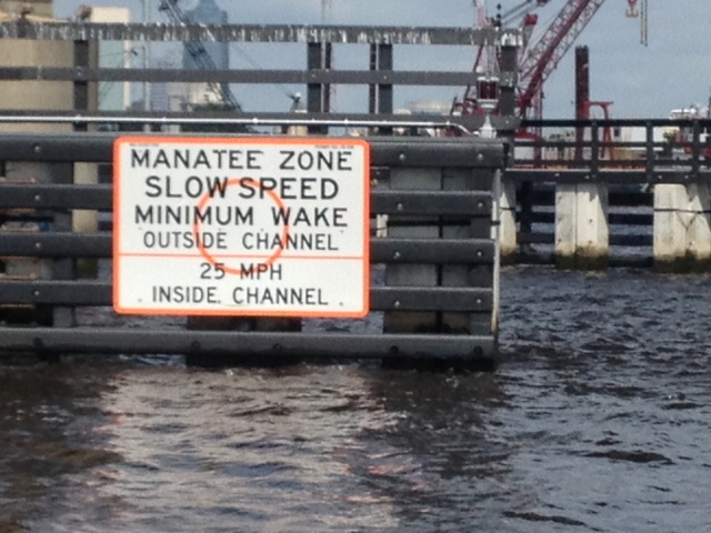 First Coast boaters reminded of manatee migration | firstcoastnews.com