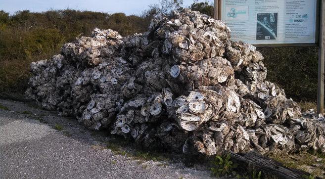 Oyster shell recycling program slows erosion | firstcoastnews.com