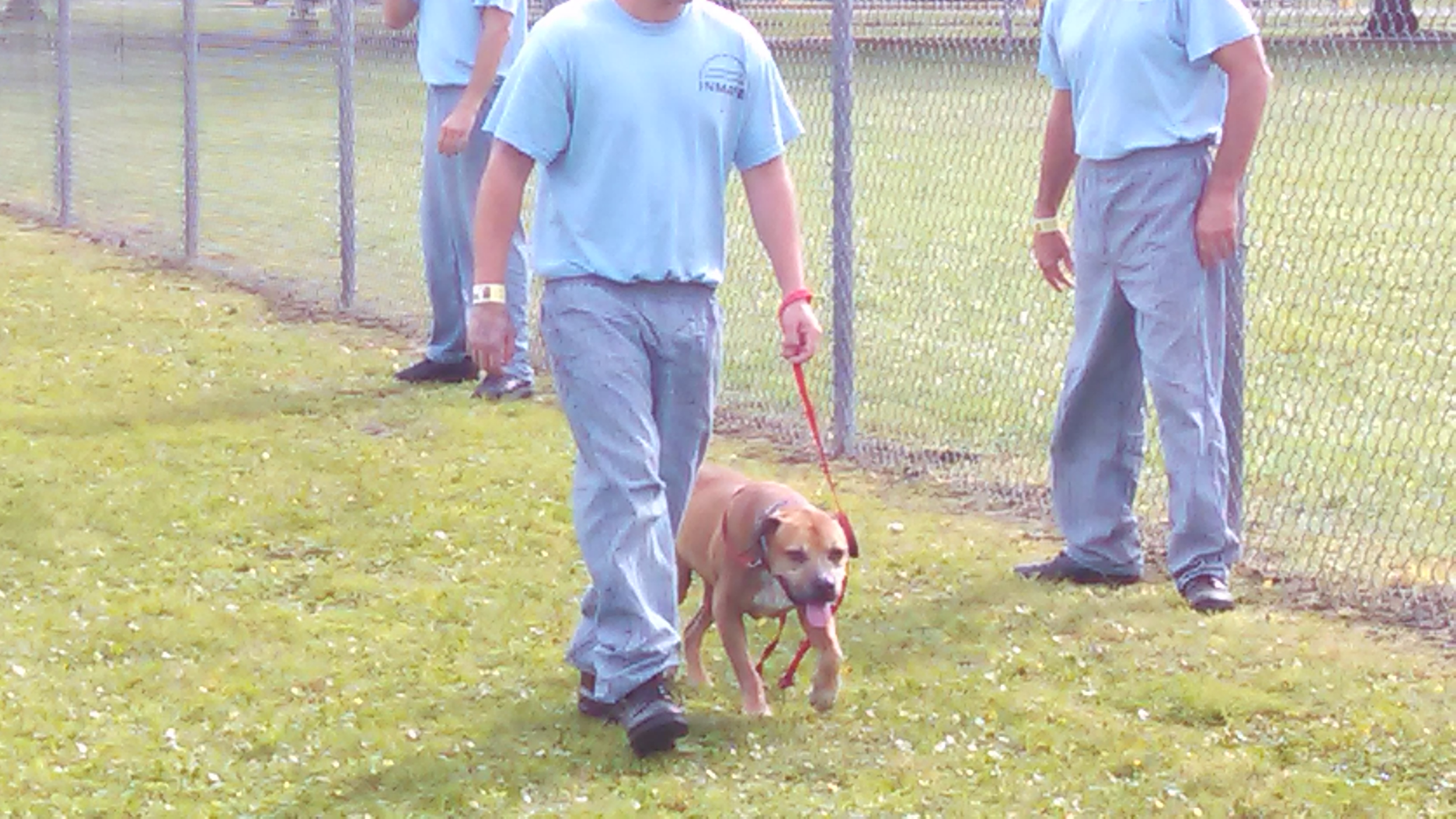 Inmates saving lives of dogs while behind bars | firstcoastnews.com