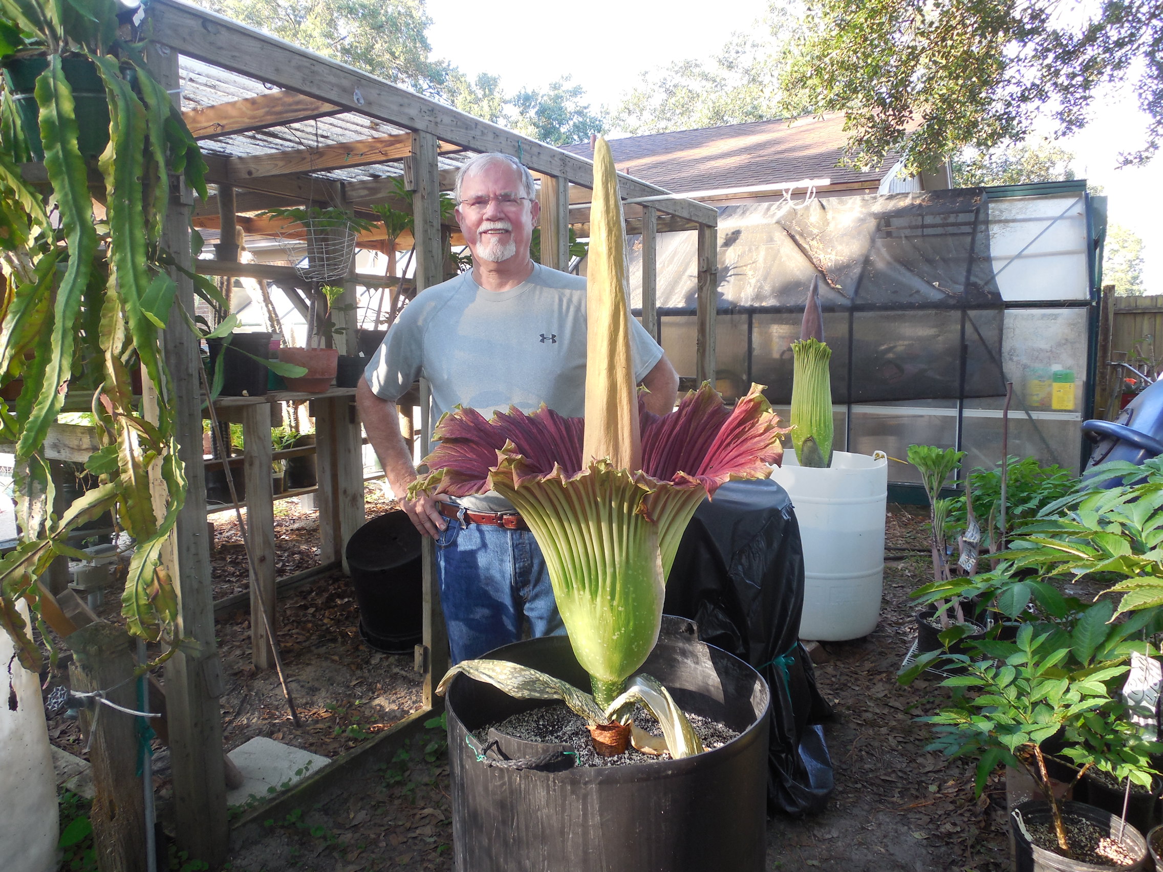 Rare "corpse flower" blooms in Mandarin back yard | firstcoastnews.com