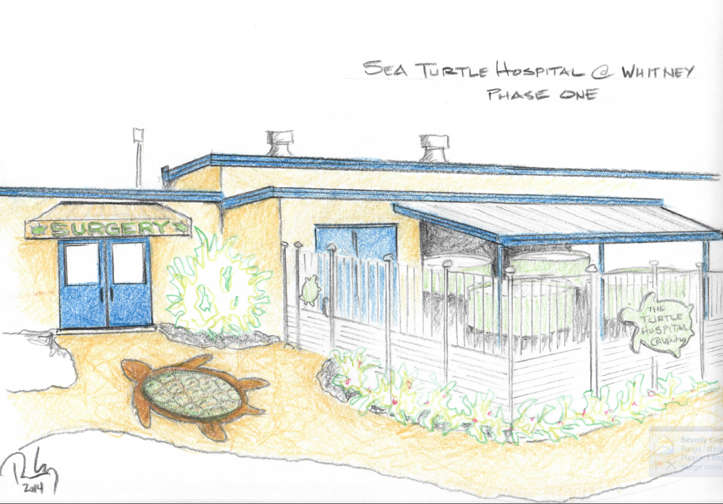 Sea turtle hospital to open on First Coast | firstcoastnews.com