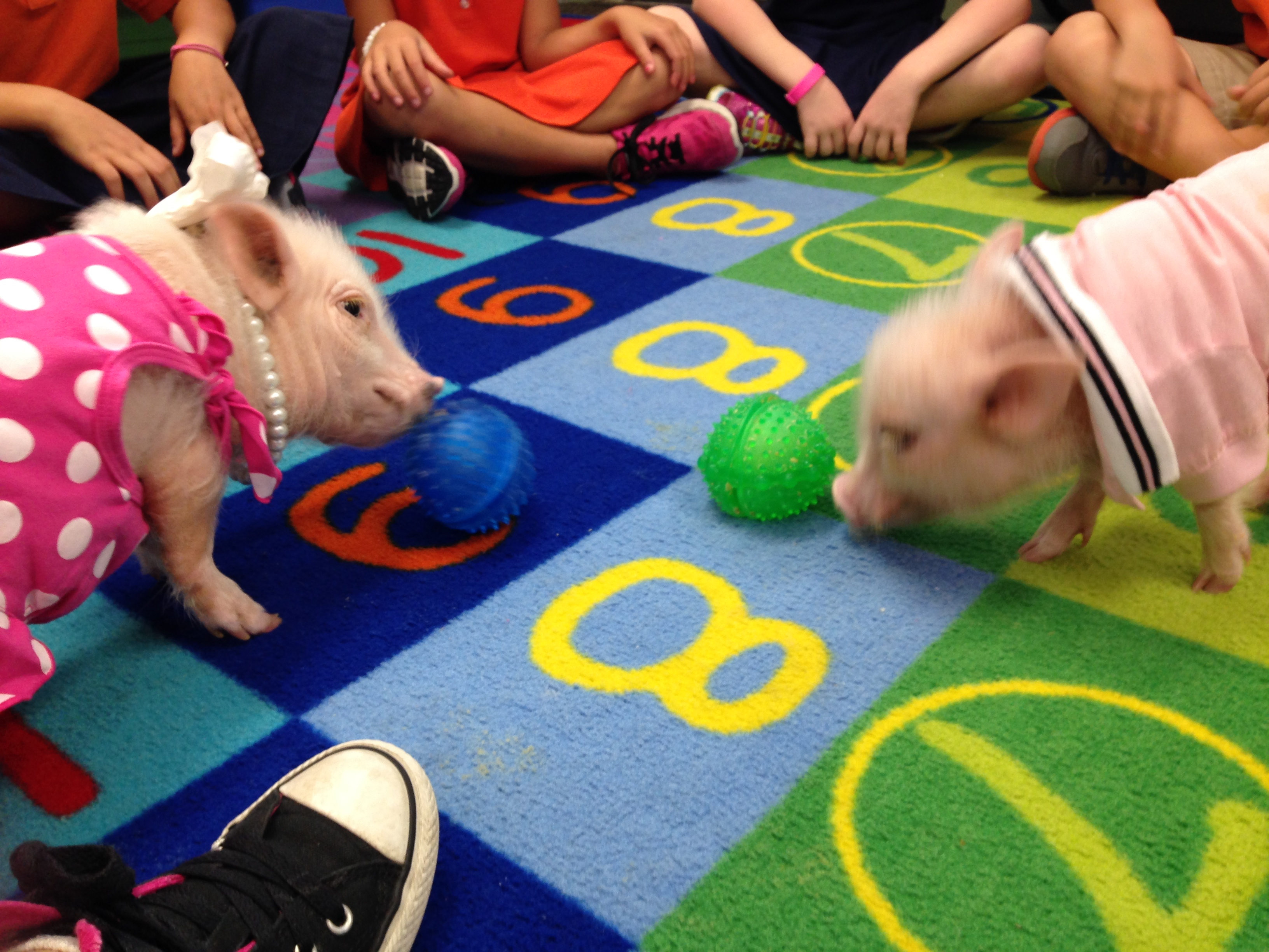 These little piggies go to school | firstcoastnews.com