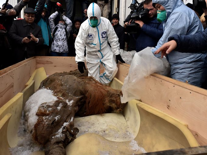 Carcass of baby woolly mammoth goes on display | firstcoastnews.com