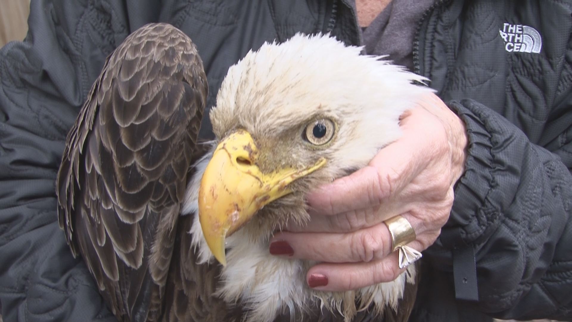 3 injured bald eagles being cared for by B.E.A.K.S. | firstcoastnews.com