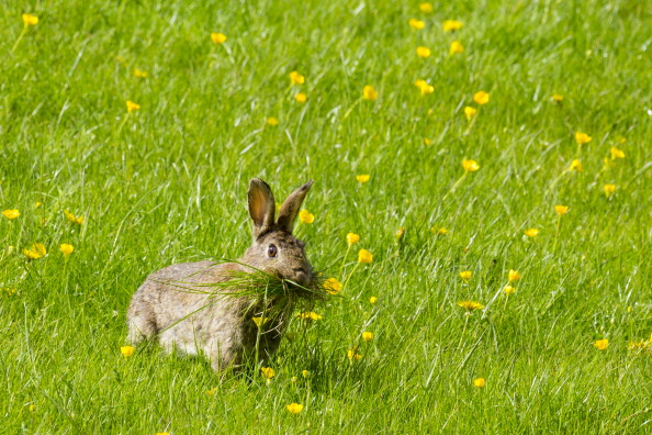 DEA agent warns of pot-crazed rabbits | firstcoastnews.com