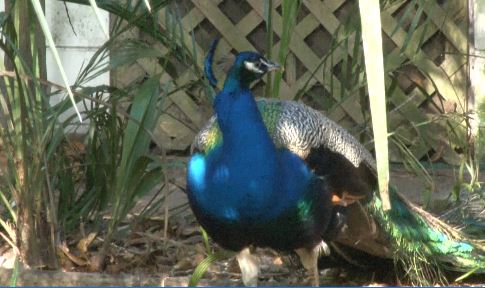 Solution to peacock problem ruffling some feathers | firstcoastnews.com