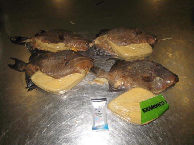 Miami customs officers seize cocaine hidden in fried fish ...