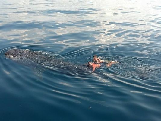 Man hitches a ride on a whale shark | firstcoastnews.com