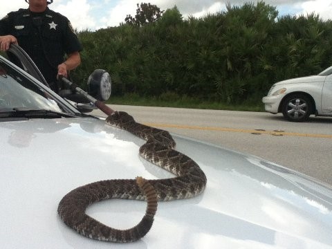 Police pull rattlesnake from Ponte Vedra beach | firstcoastnews.com