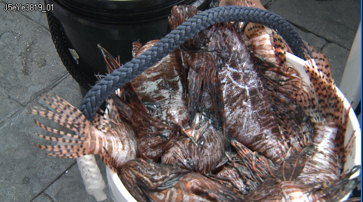 Fisherman gather to hunt invasive Lionfish | firstcoastnews.com