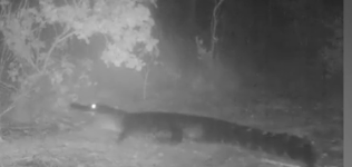 Watch: Cat has close call with alligator | firstcoastnews.com