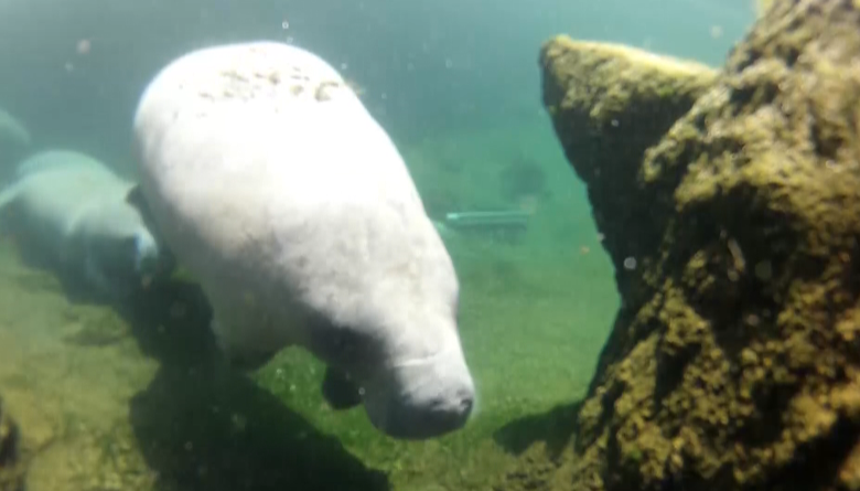 Revival in the number of manatees in St. Johns River and Intracoastal ...