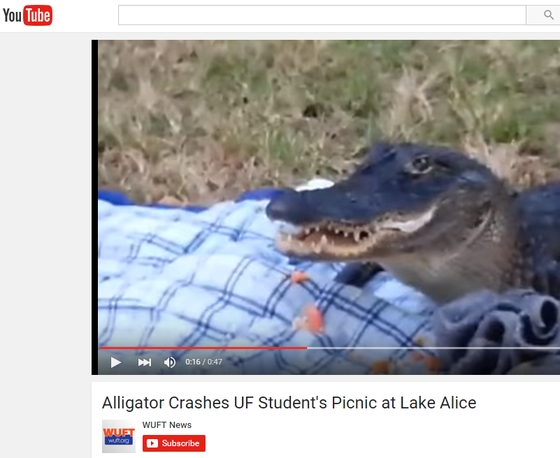 Report: Gator dines and dashes after intruding on picnic ...