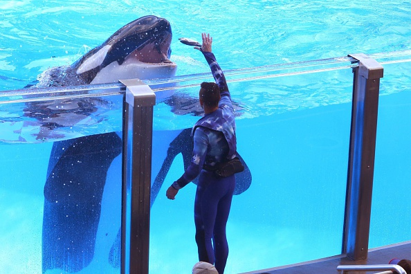 SeaWorld removing lifting floors from orca pools | firstcoastnews.com