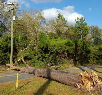 Clay Electric: Power restored after fallen tree causes outage ...