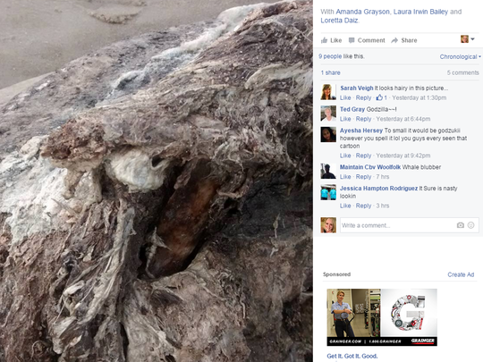 What the heck is this ghastly sea creature? | firstcoastnews.com