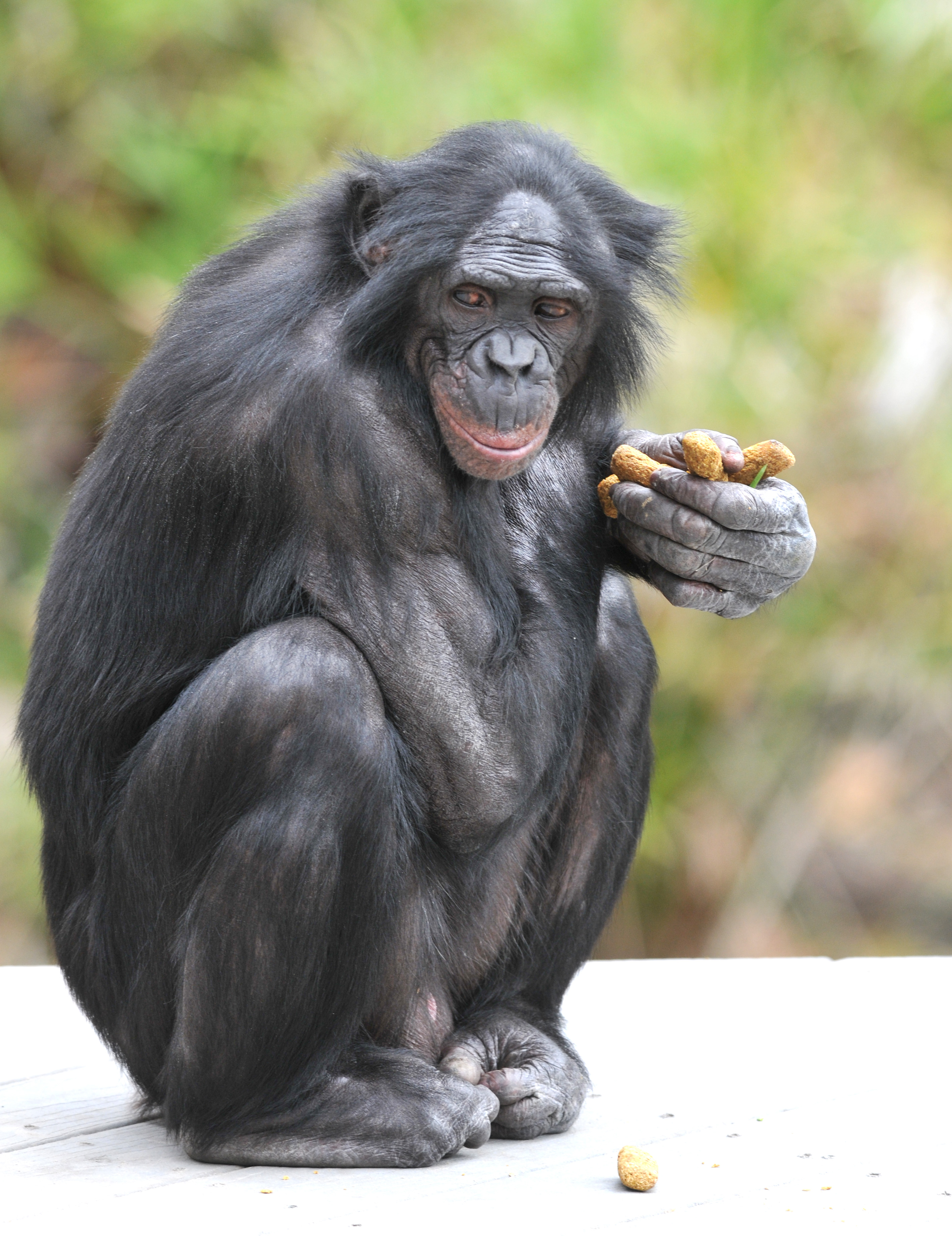 Jacksonville Zoo mourns death of Bonobo "Akili" | firstcoastnews.com