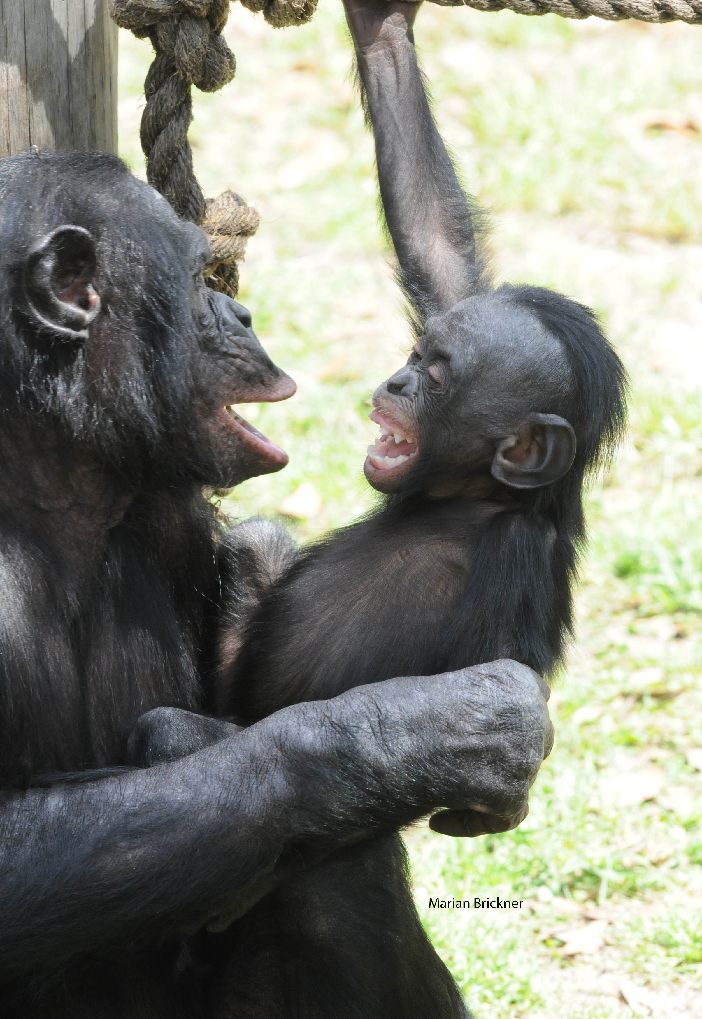 Jacksonville Zoo mourns death of Bonobo "Akili" | firstcoastnews.com