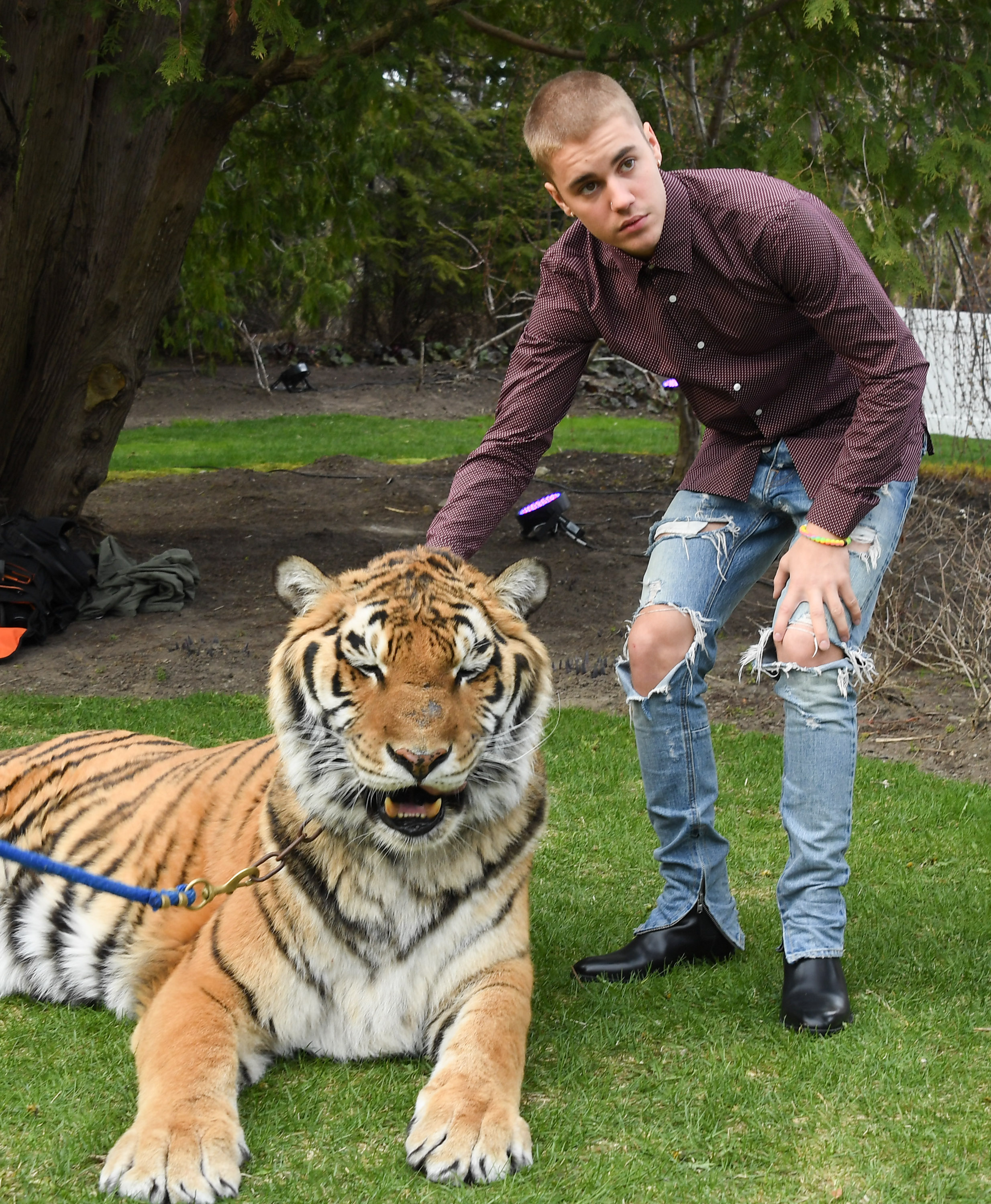 Casual. Justin Bieber chills with tiger at dad's engagement party ...
