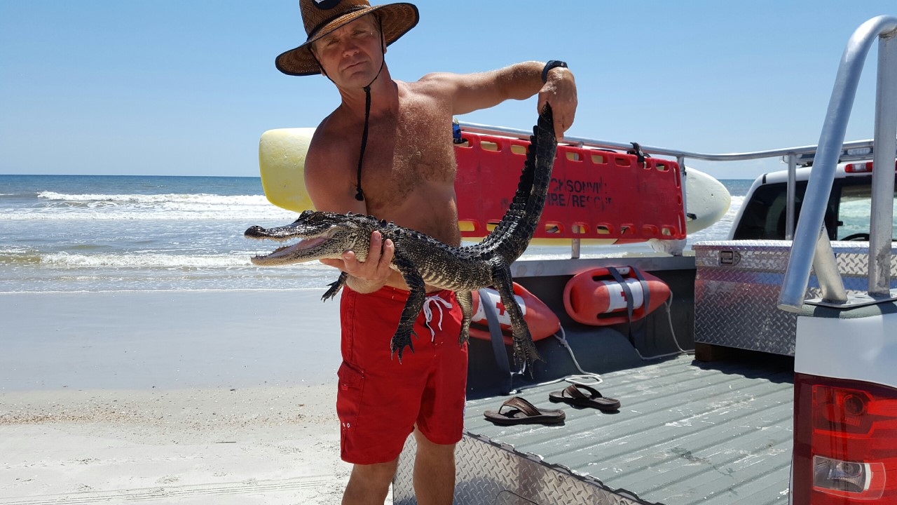 4-foot alligator removed from Jax Beach | firstcoastnews.com