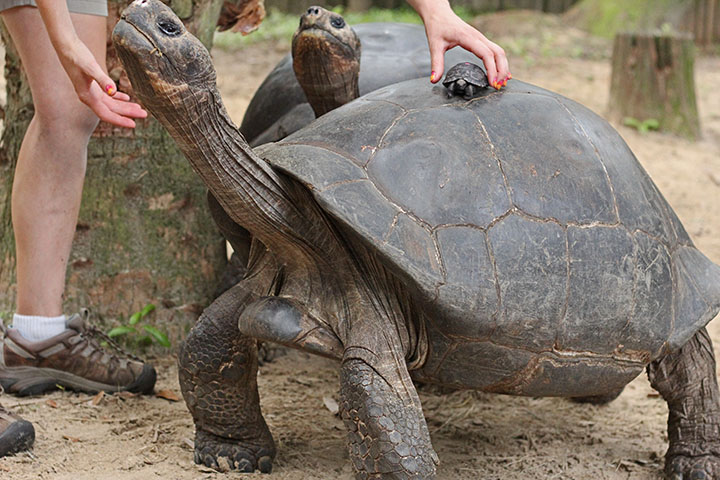 Florida alligator farm welcomes six baby endangered tortoises | kgw.com
