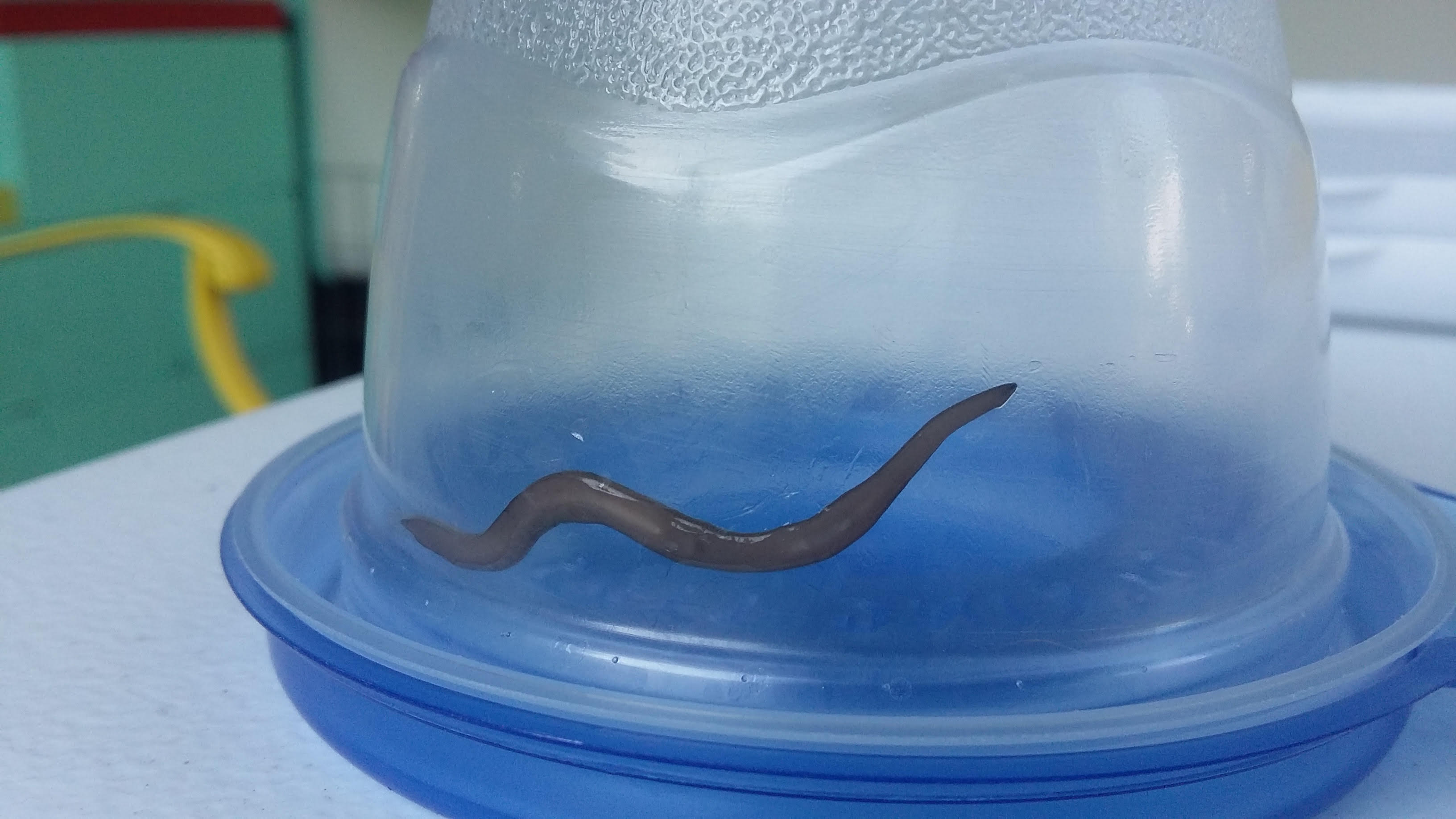 Leech Identification Florida