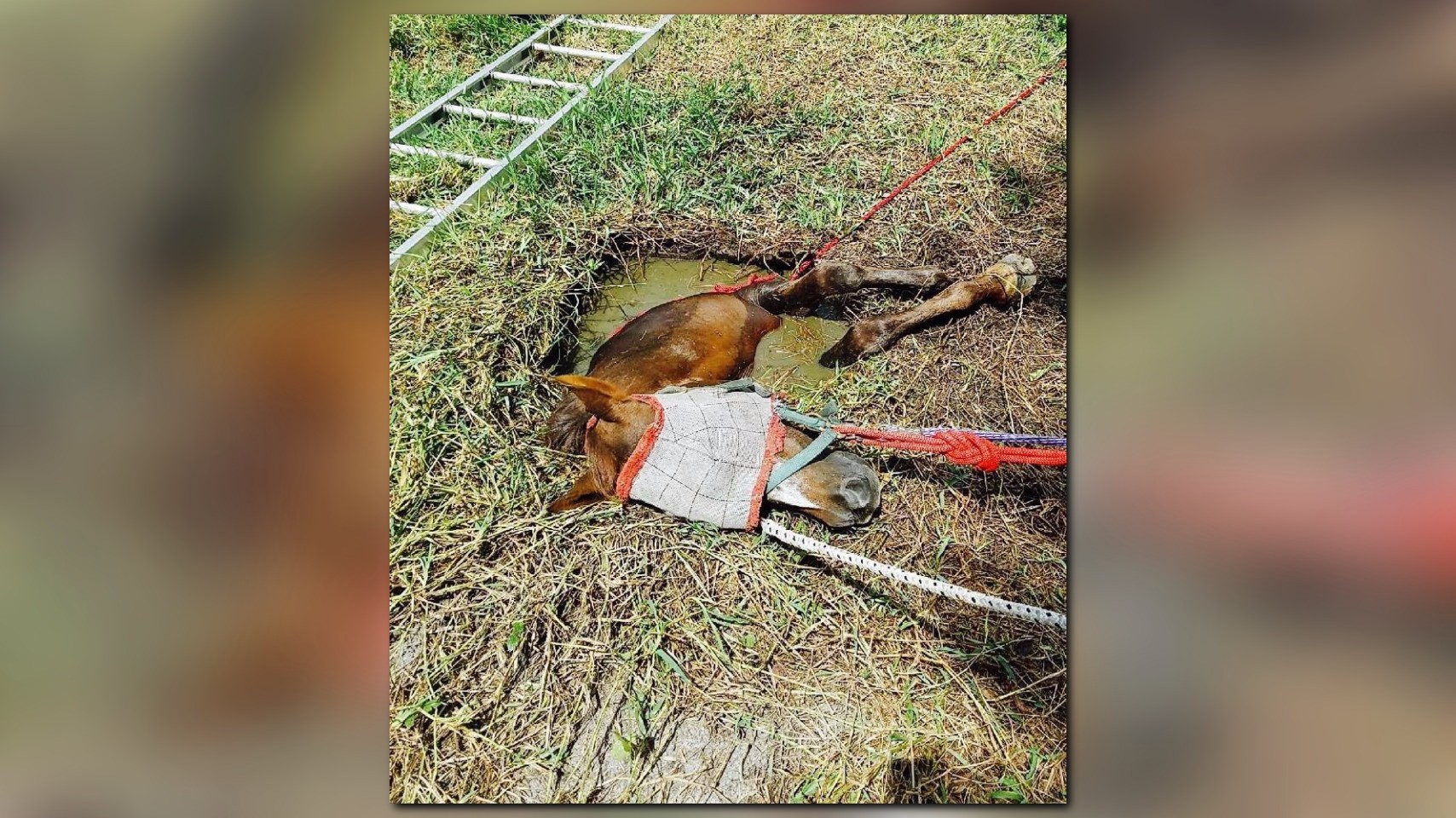 Horse that got stuck in a septic tank escapes with minor injuries, bad ...