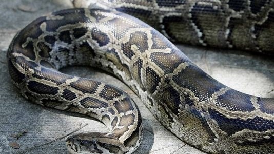 Surprise find: Florida python ate 3 deer | firstcoastnews.com