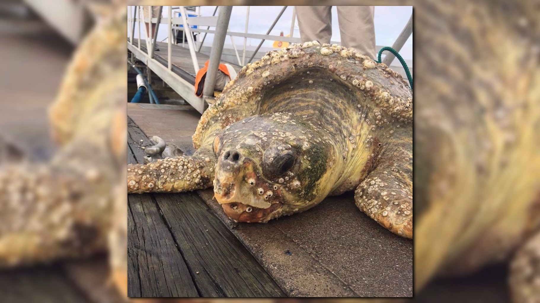 400-pound loggerhead turtle rescued in St. Aug sadly dies ...
