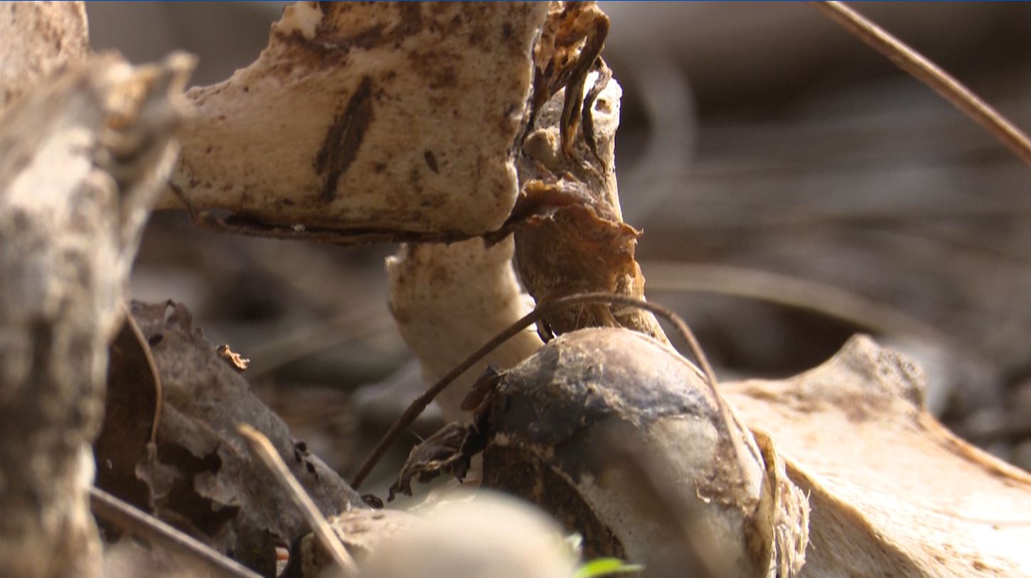firstcoastnews.com | Dead center: Forensic 'body farm' breaks ground in ...