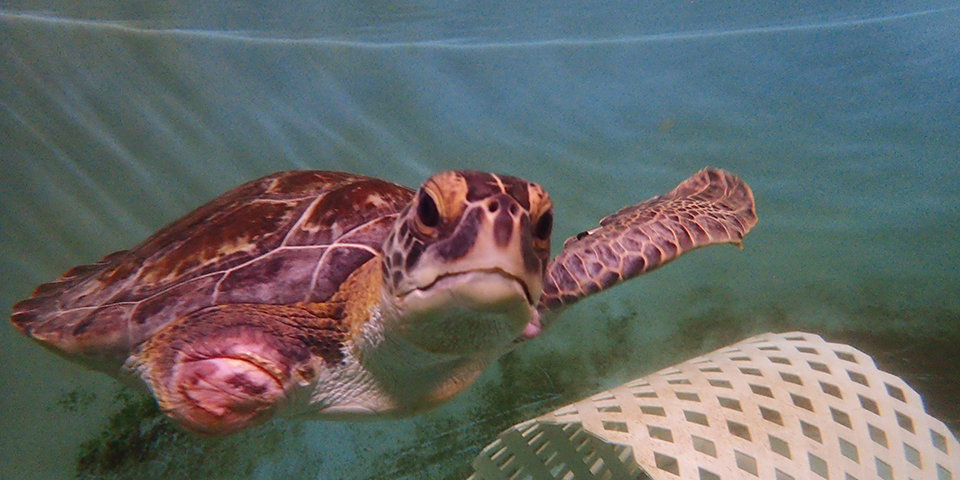 Sea turtle released after flipper amputation, year of treatment ...