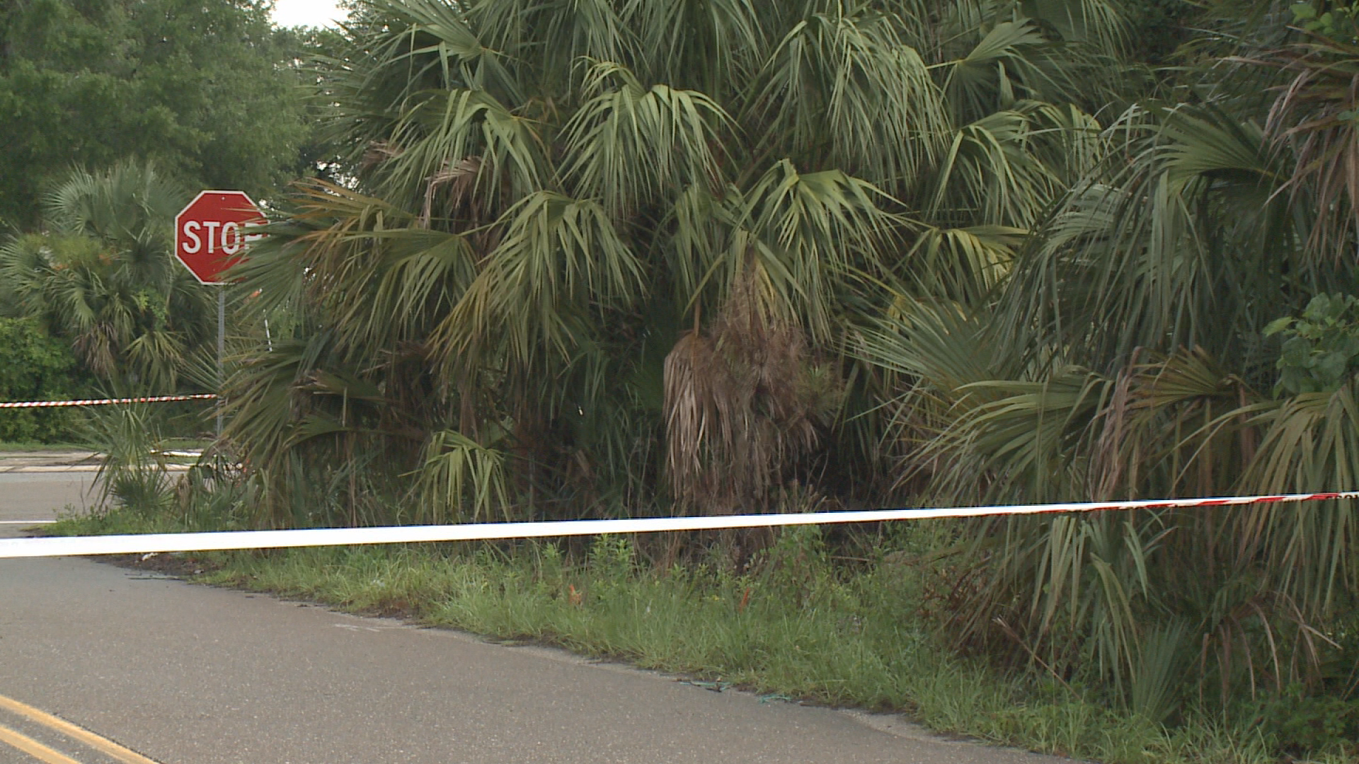Palm trees blocking stop sign at site of fatal wreck taken down ...