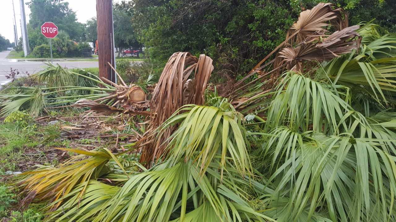 Palm trees blocking stop sign at site of fatal wreck taken down ...